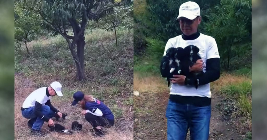 Rescue team follows one puppy to find litter in need of help