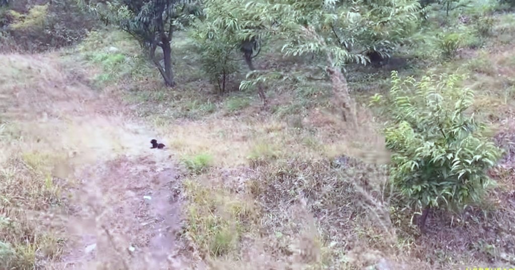 Rescue team follows one puppy to find litter in need of help