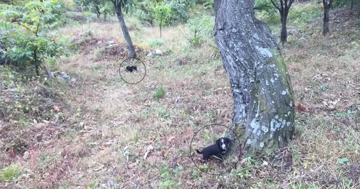 Rescue team follows one puppy to find litter in need of help