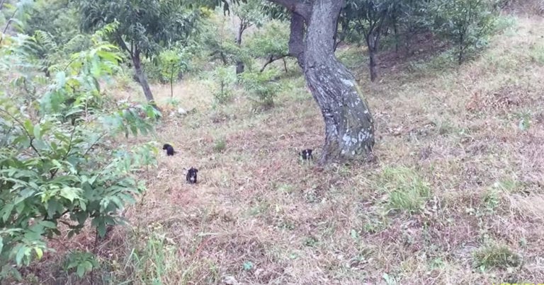 Rescue team follows one puppy to find litter in need of help