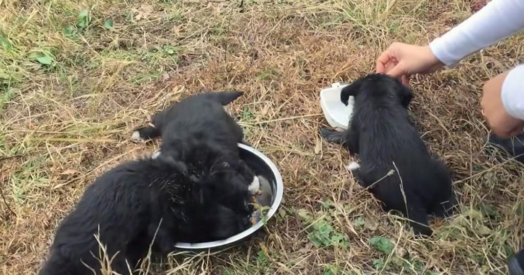 Rescue team follows one puppy to find litter in need of help