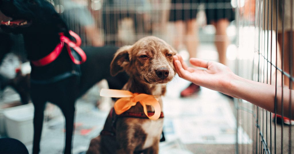 Rescue team follows one puppy to find litter in need of help