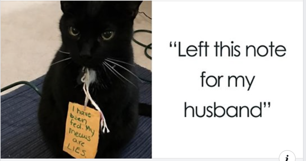 60 Funny pets shamed publicly for their mischievous ways