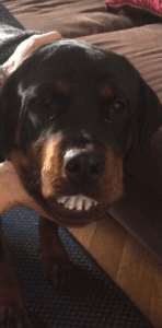 50 Hilarious dogs caught red-handed