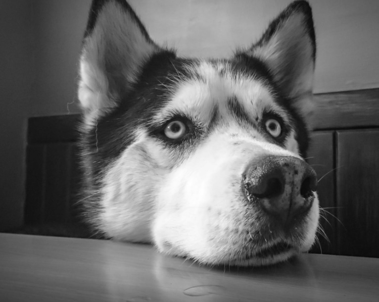 Husky Mad At Mom Until She Starts Singing
