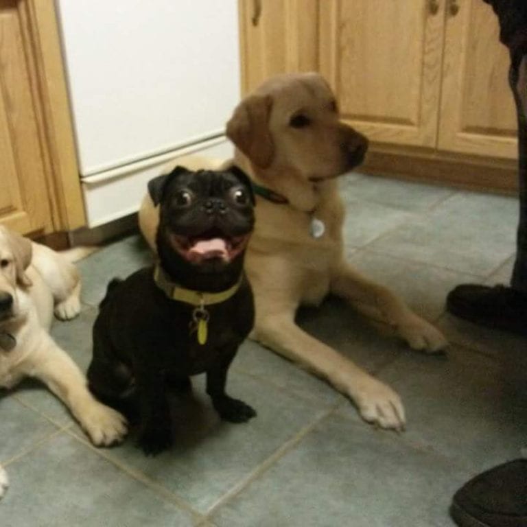 50 Hilarious dogs caught red-handed
