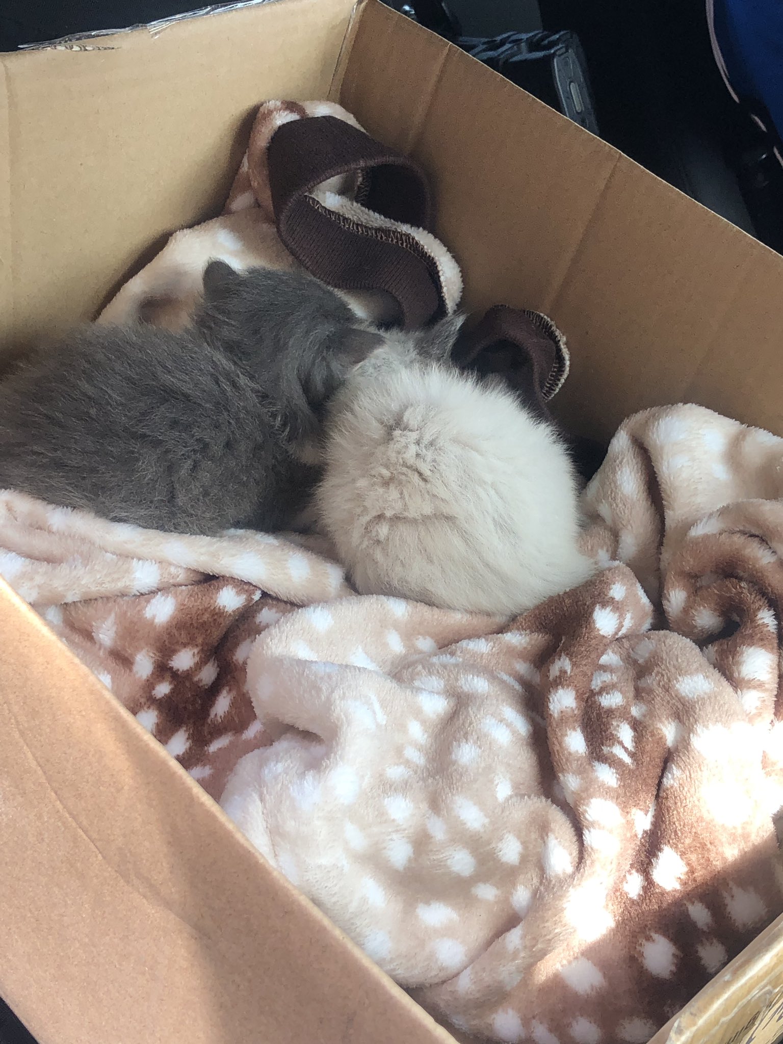 2 Kittens can’t get enough of cuddling with cop who rescued them