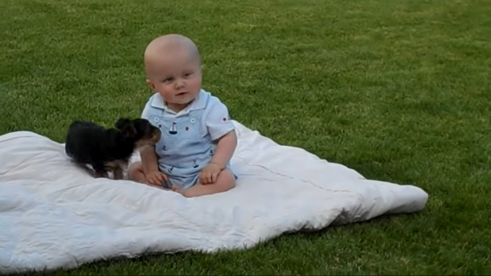 Yorkie puppy attacks baby with no remorse