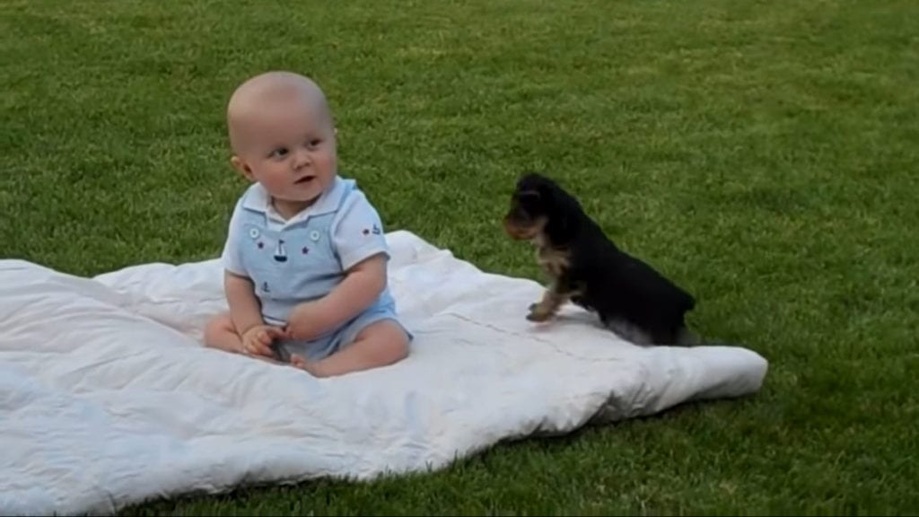Yorkie puppy attacks baby with no remorse