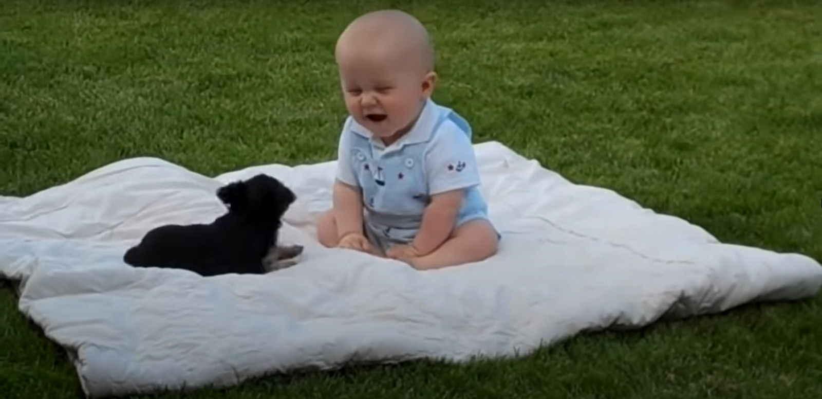 Yorkie puppy attacks baby with no remorse
