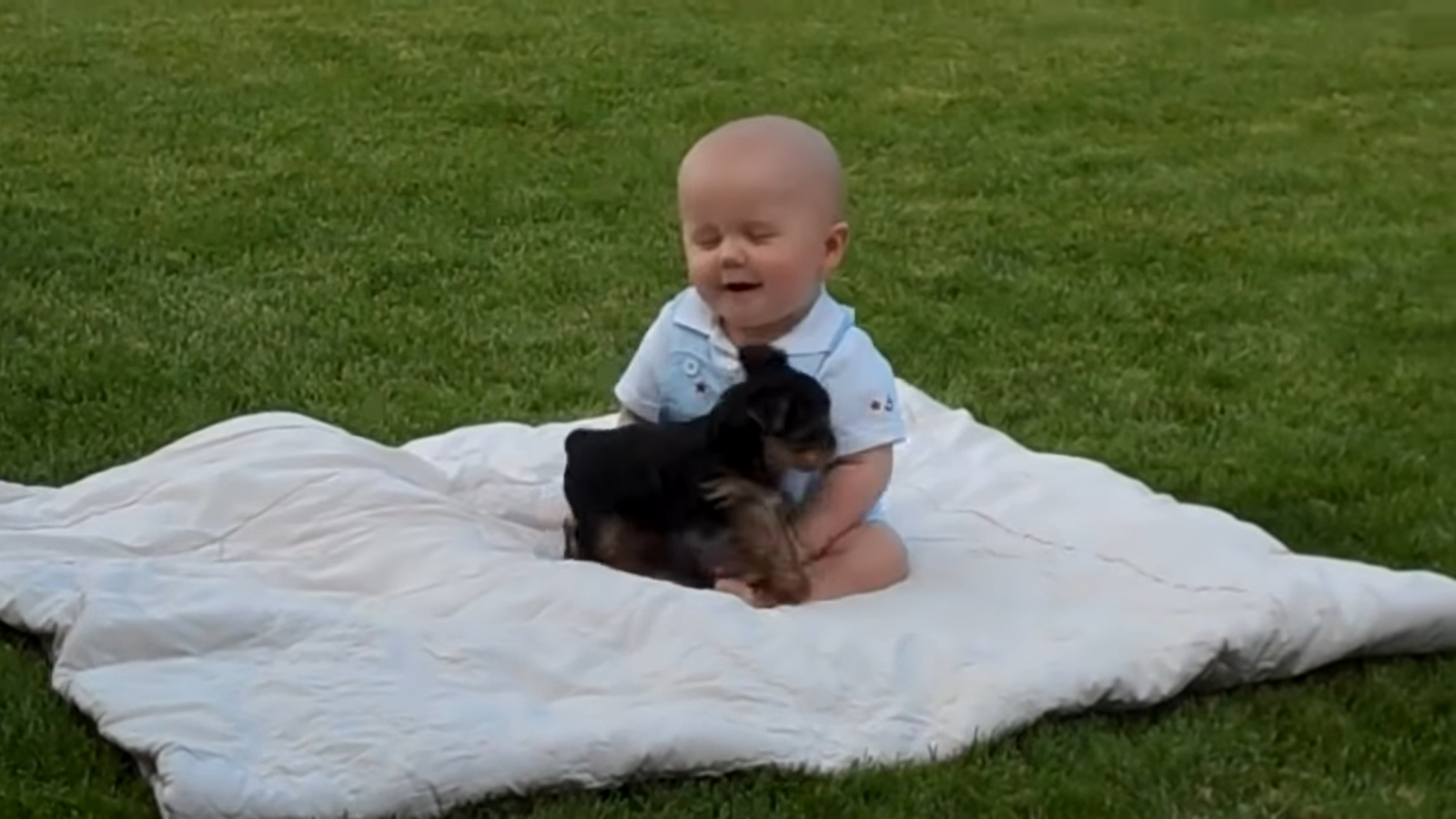 Yorkie puppy attacks baby with no remorse