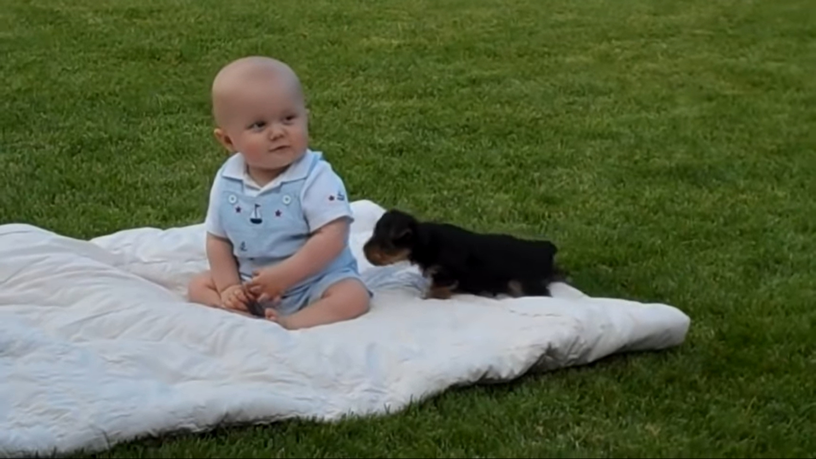 Yorkie puppy attacks baby with no remorse