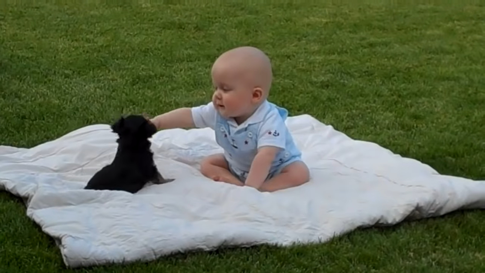 Yorkie puppy attacks baby with no remorse