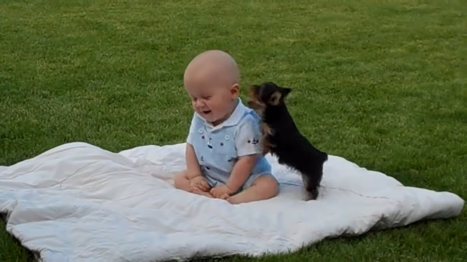 Yorkie puppy attacks baby with no remorse