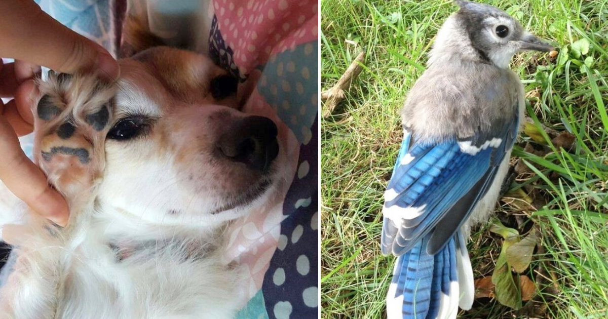 45 Unique Animals That Are Rarely Seen