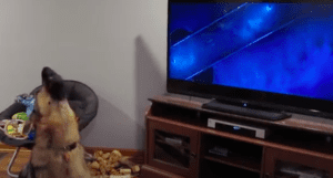 German shepherd instincts awaken during movie with cartoon wolves