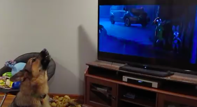 German shepherd instincts awaken during movie with cartoon wolves