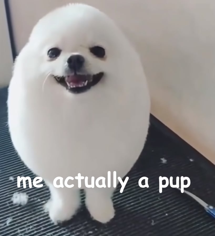 Egg-shaped dog gets a haircut