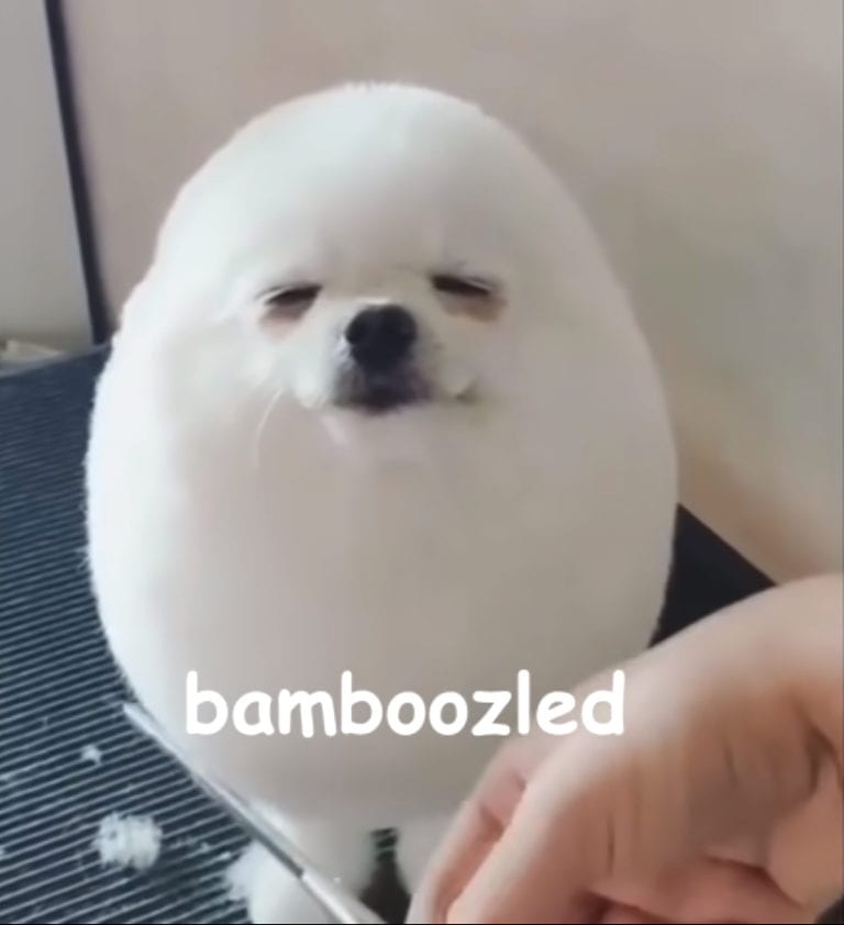 Egg-shaped dog gets a haircut