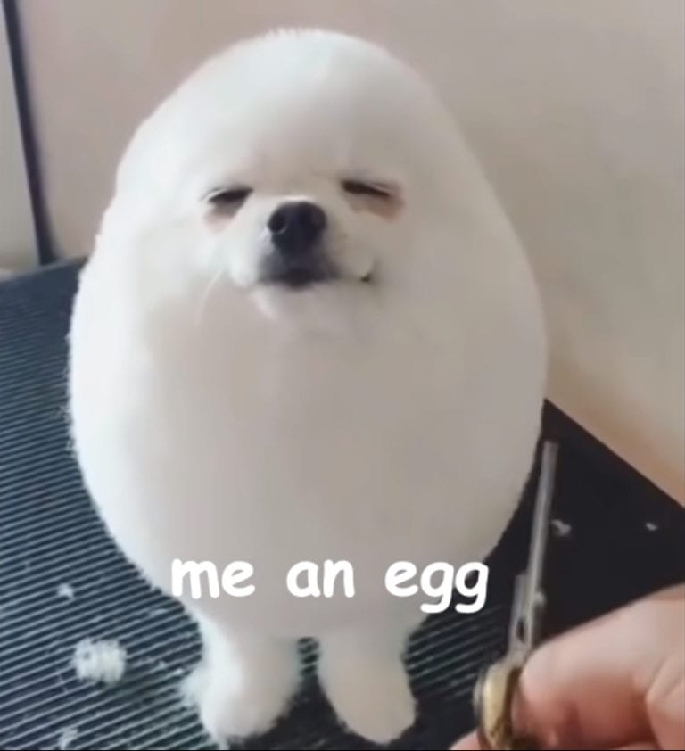 Egg-shaped dog gets a haircut