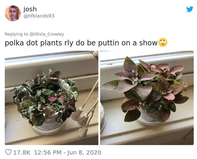 30 Dramatic plants that should win an award for their performance