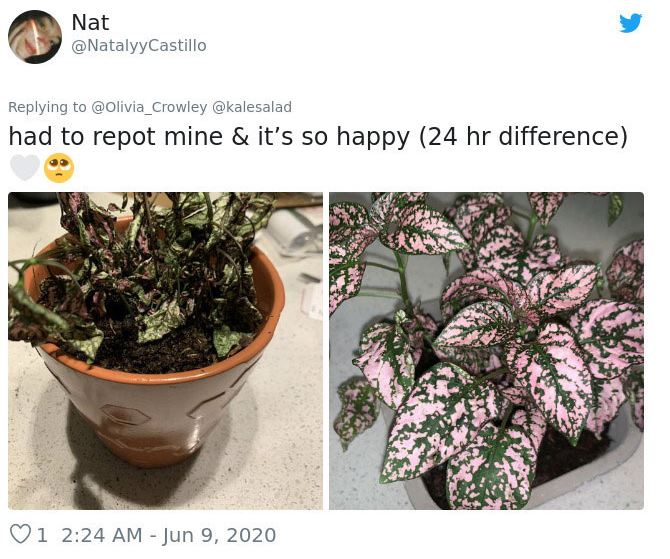 30 Dramatic plants that should win an award for their performance