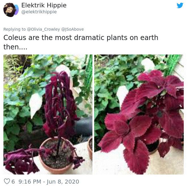 30 Dramatic plants that should win an award for their performance