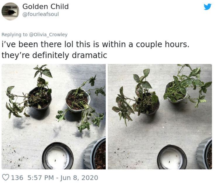 30 Dramatic plants that should win an award for their performance