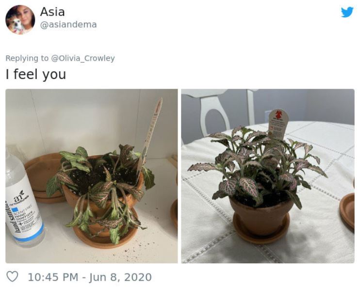 30 Dramatic plants that should win an award for their performance