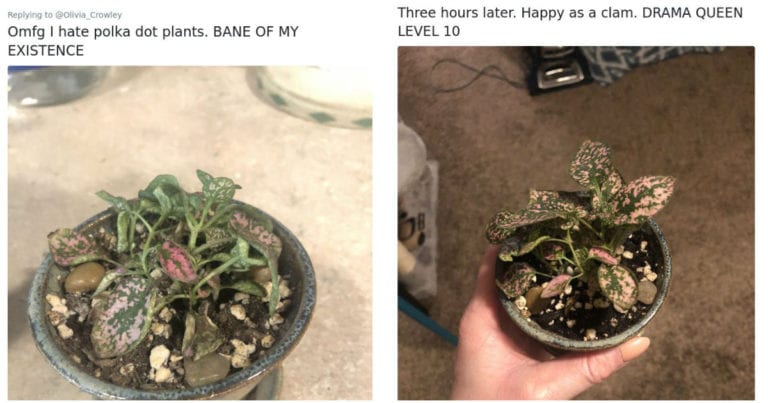 30 Dramatic plants that should win an award for their performance