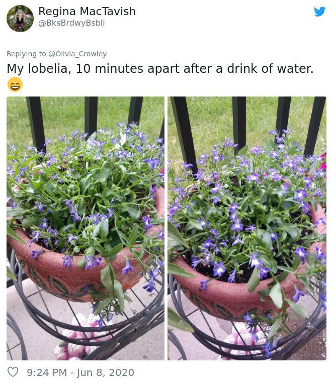 30 Dramatic plants that should win an award for their performance