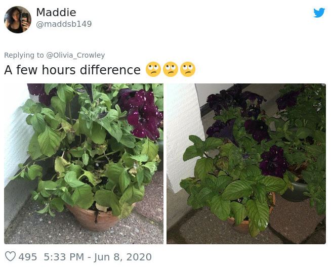 30 Dramatic plants that should win an award for their performance