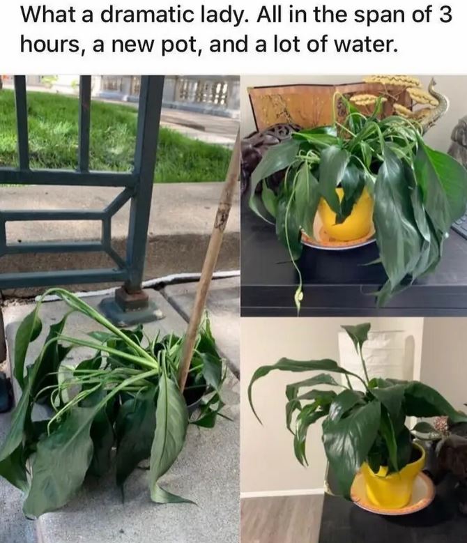 30 Dramatic plants that should win an award for their performance