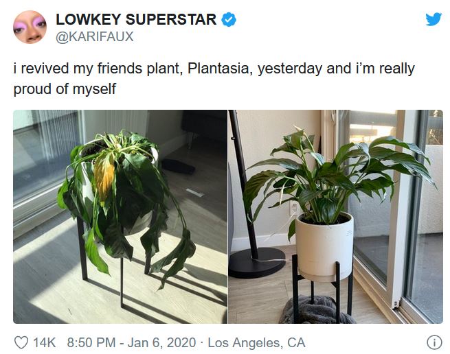 30 Dramatic plants that should win an award for their performance