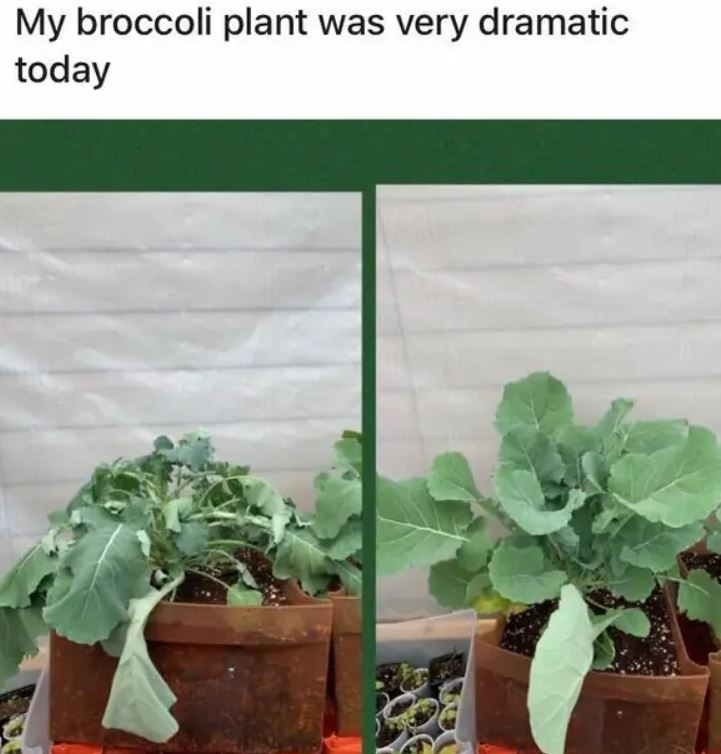 30 Dramatic plants that should win an award for their performance