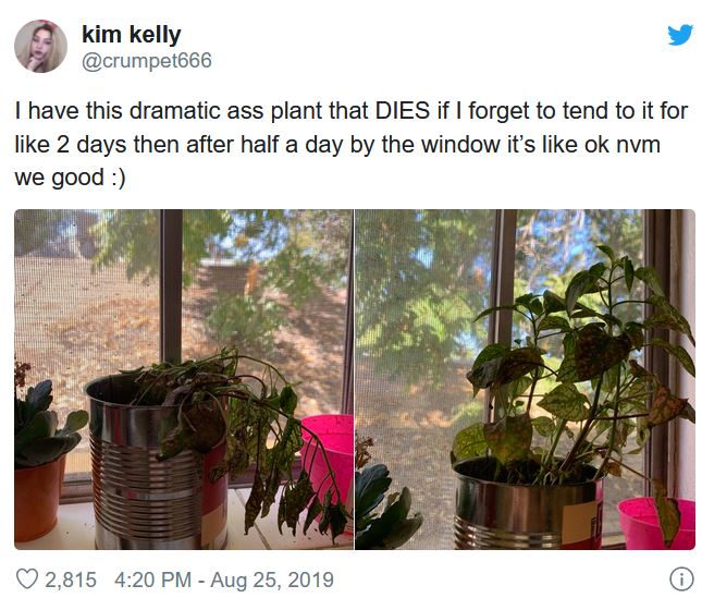 30 Dramatic plants that should win an award for their performance