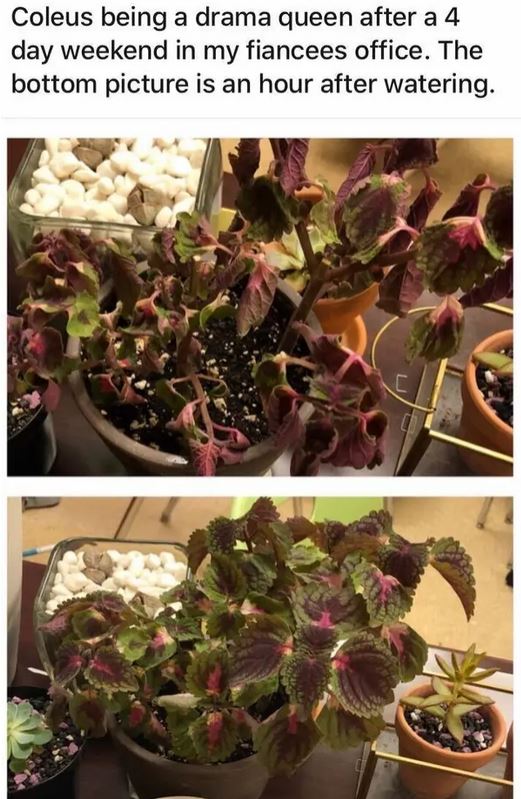 30 Dramatic plants that should win an award for their performance