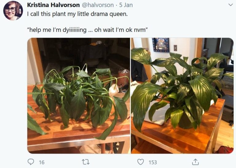 30 Dramatic plants that should win an award for their performance