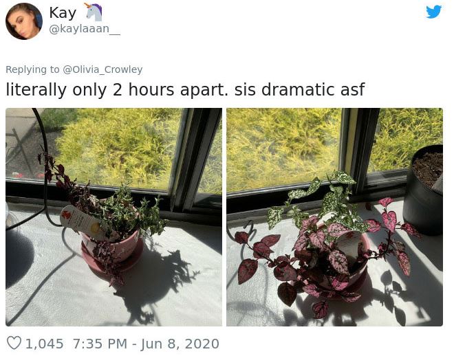 30 Dramatic plants that should win an award for their performance