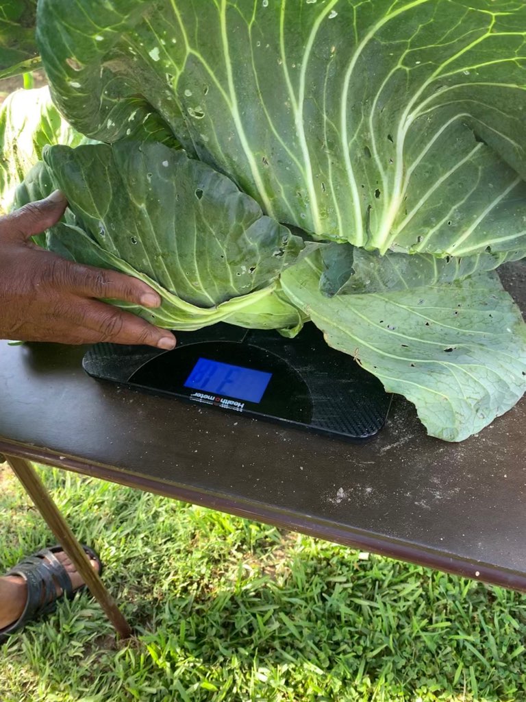 Committed 3rd-grader grows 31-pound cabbage