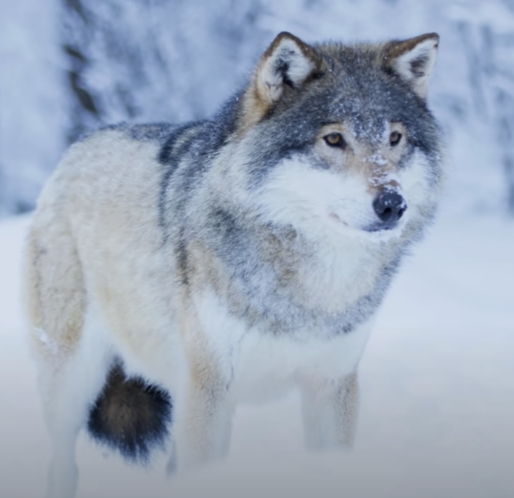 Woman Sings Beautifully Haunting “Wolf Song”