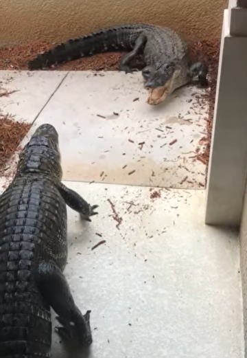 Women wakes up to loud pounding outside front door only to find 2 ...