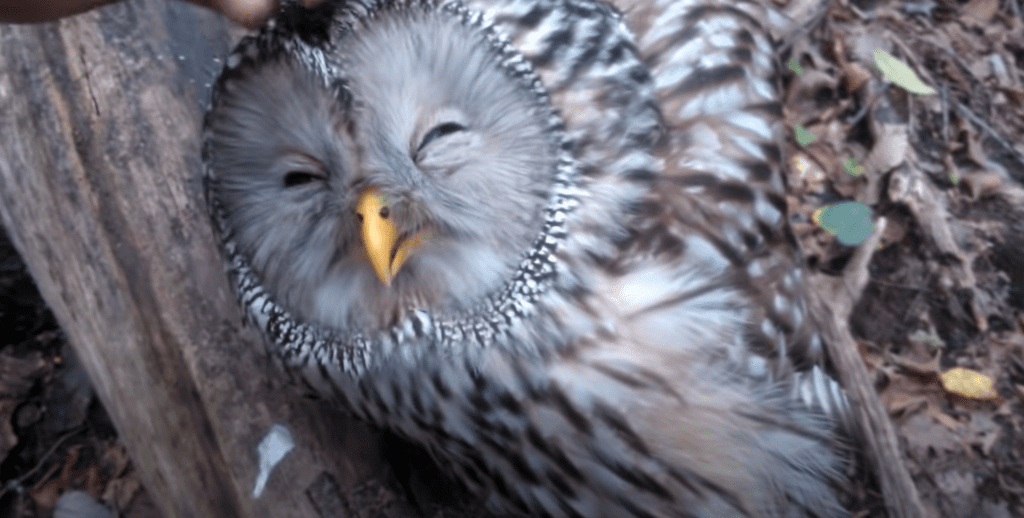 Sweet wild owl loves to be petted by human