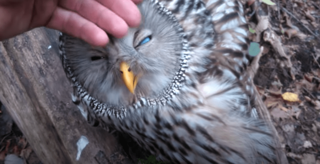Sweet wild owl loves to be petted by human