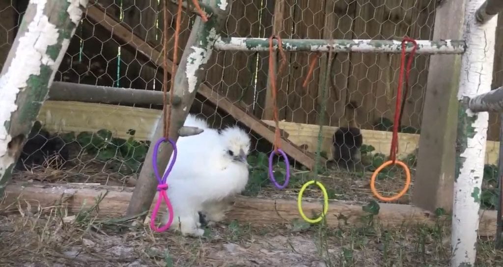 23 Clever DIY’s For People Who Raise Chickens