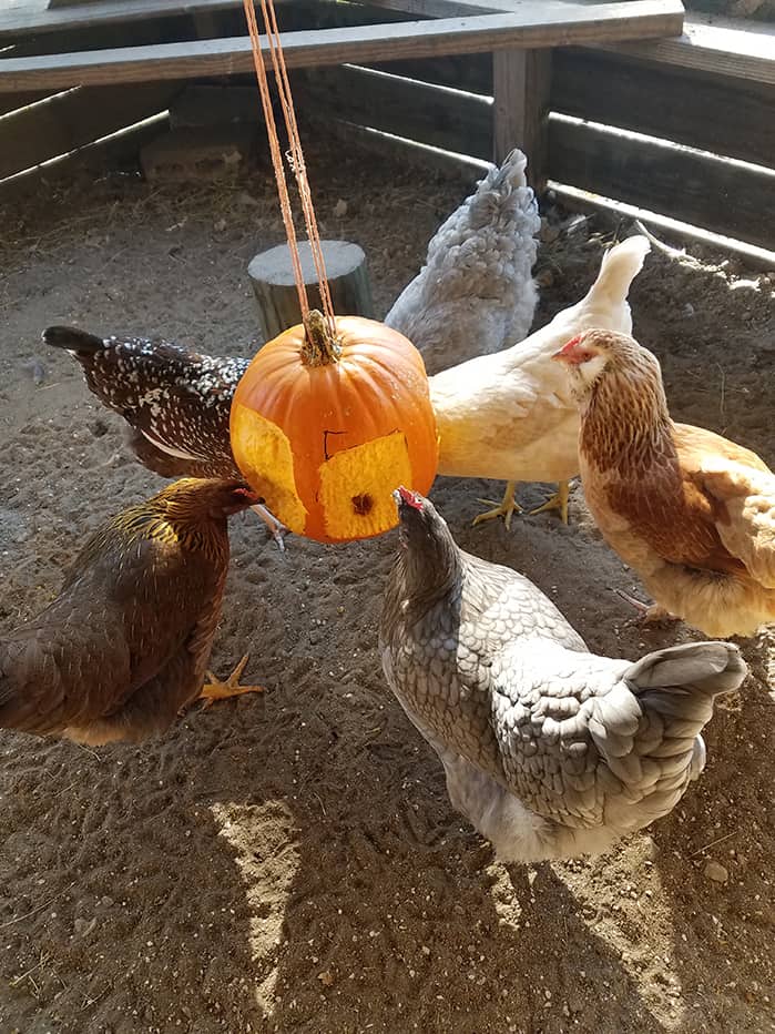 23 Clever DIY’s For People Who Raise Chickens