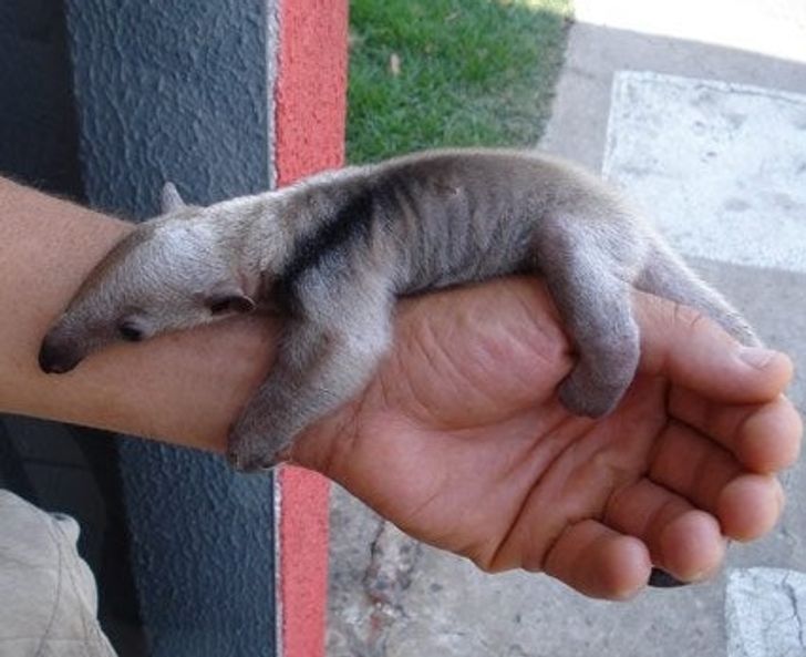 40 Animals Who Take Size To The Extremes