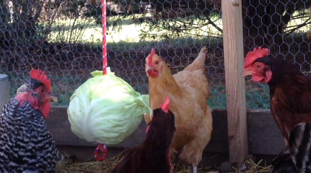 23 Clever DIY’s For People Who Raise Chickens