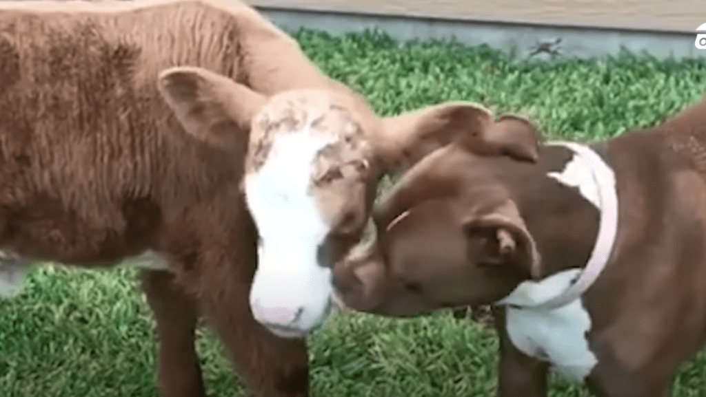 Family takes in baby cow and he grows in their home