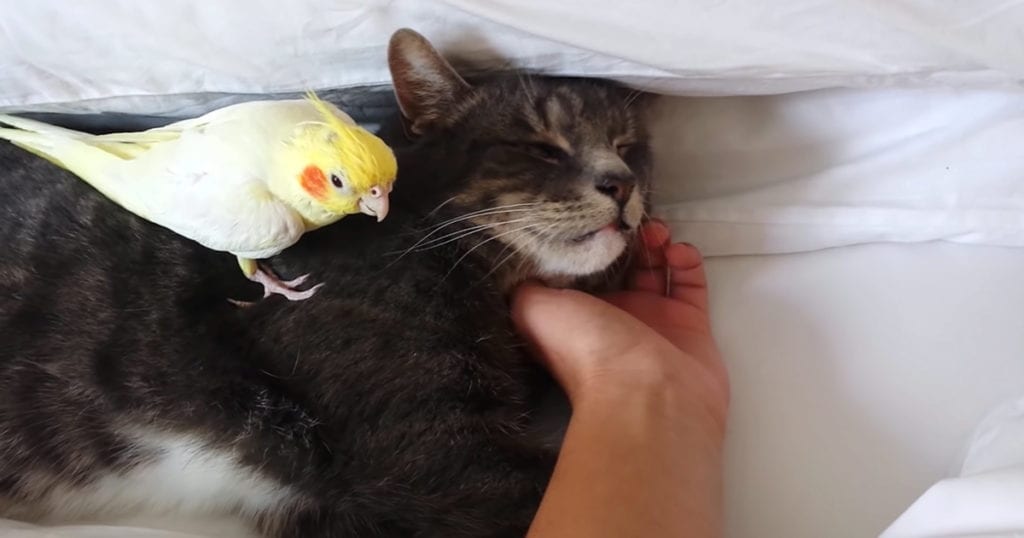 Protective bird won’t let anyone near cat